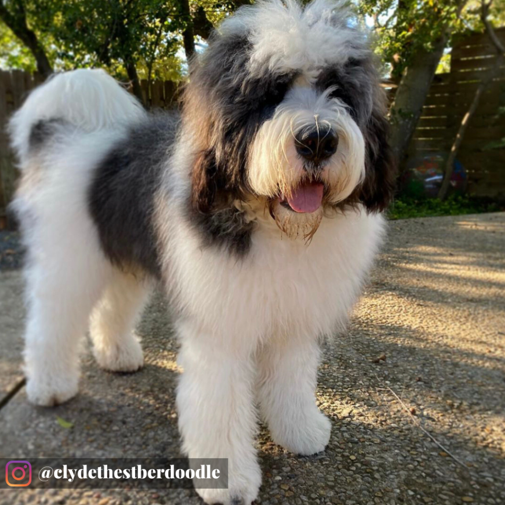 Key Features Every Potential Owner Should Know about St. Berdoodles