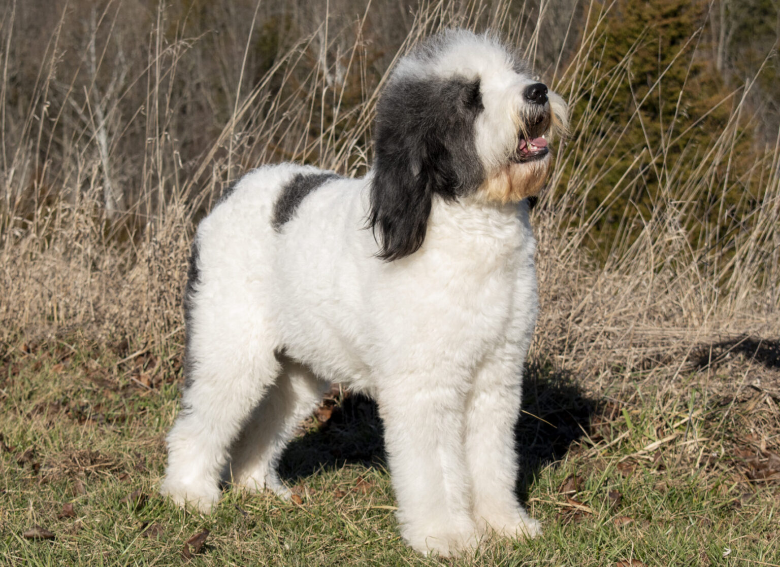 Saint Berdoodle Breeder - F1 and F1B Saint Berdoodle puppies for Sale