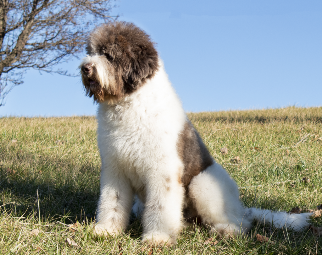 Newfypoo Puppies for Sale | Newfoundland Poodle for Sale