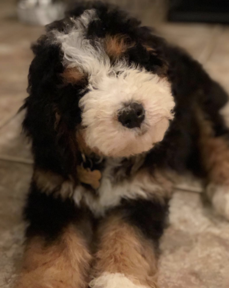 Adult Bernedoodle for Sale | Bernedoodle Puppies for Adoption