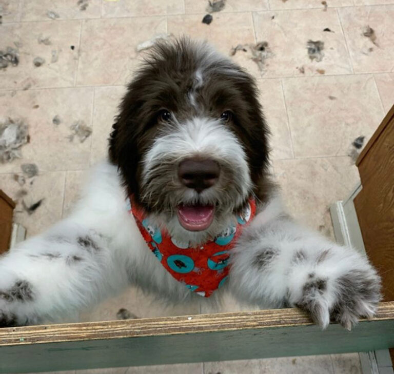 Newfypoo Puppies for Sale | Newfoundland Poodle for Sale