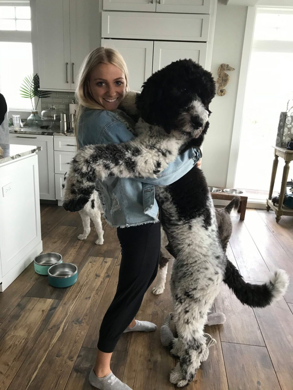 Newfypoo Puppies for Sale | Newfoundland Poodle for Sale