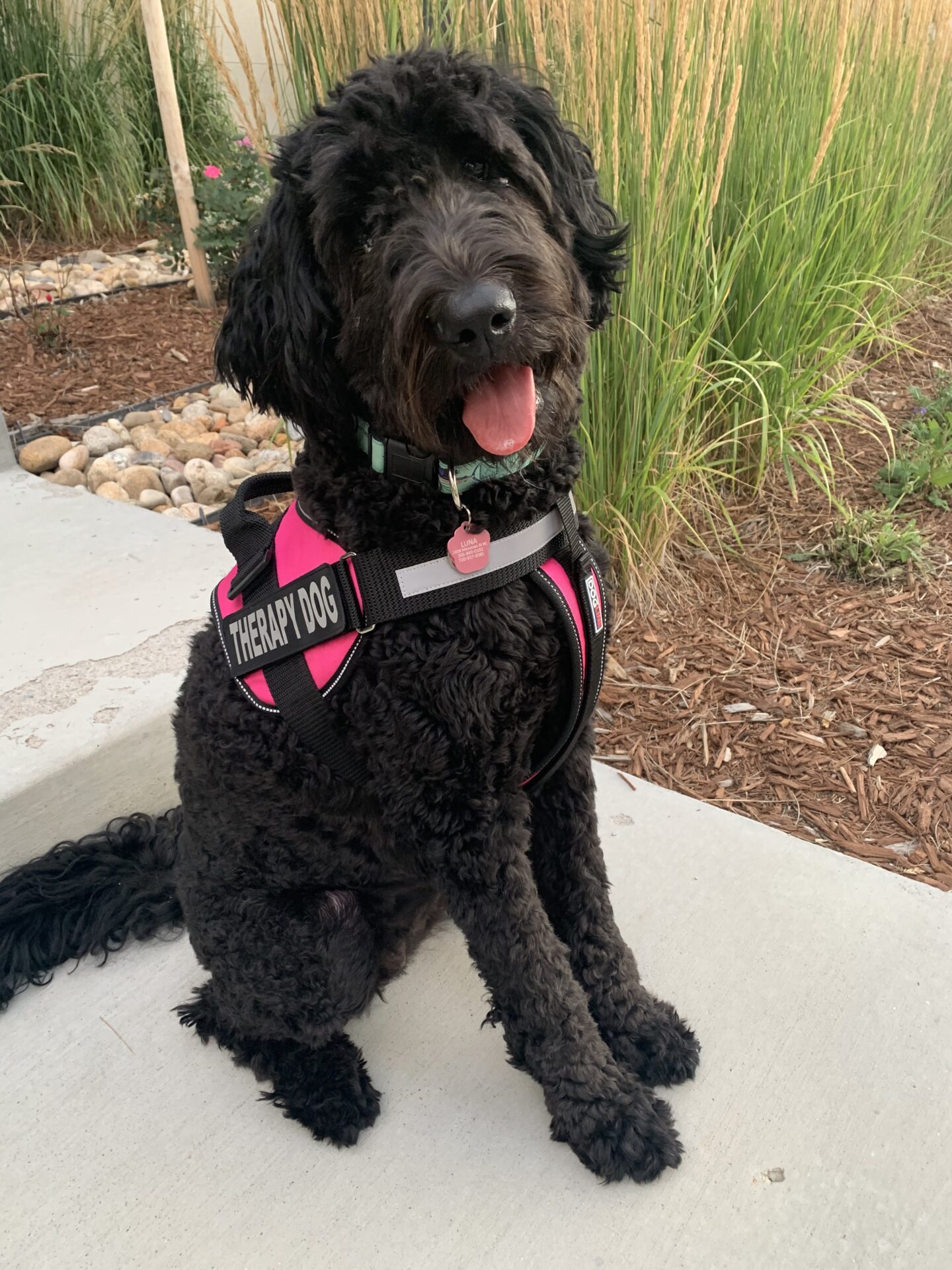 Newfypoo Puppies for Sale | Newfoundland Poodle for Sale