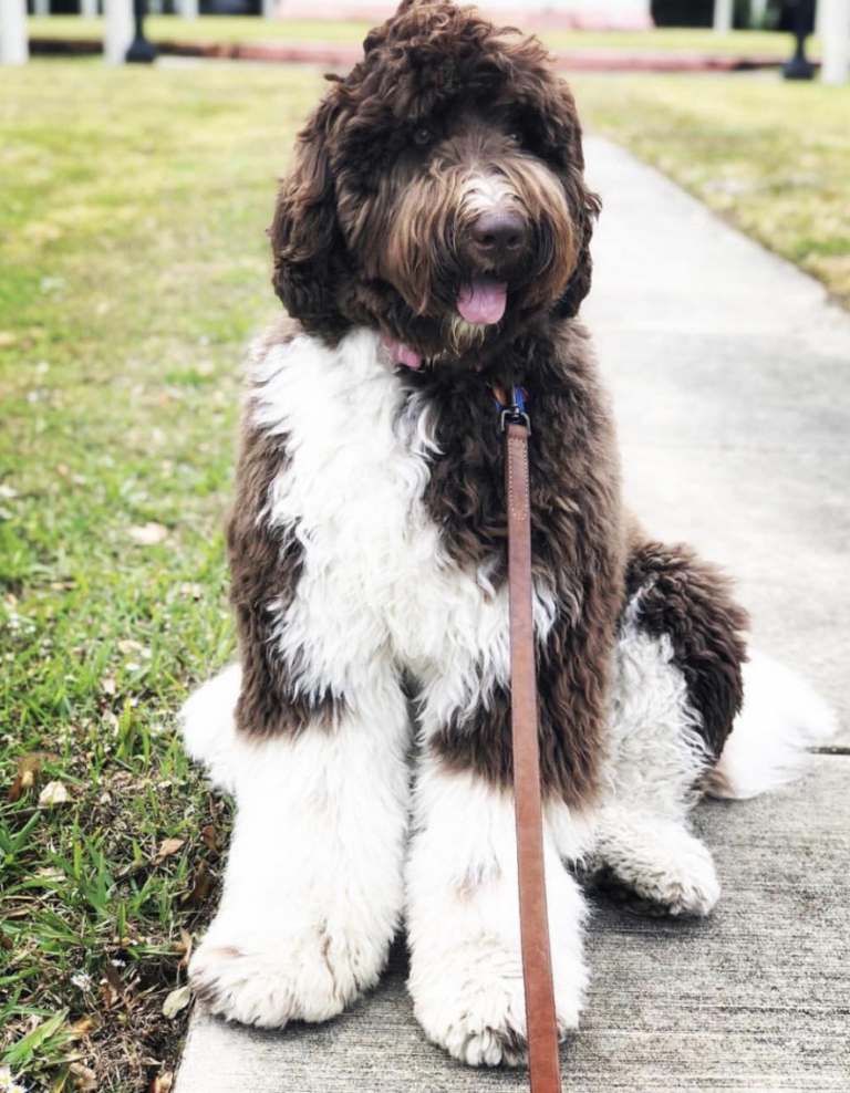 Newfypoo Puppies for Sale | Newfoundland Poodle for Sale