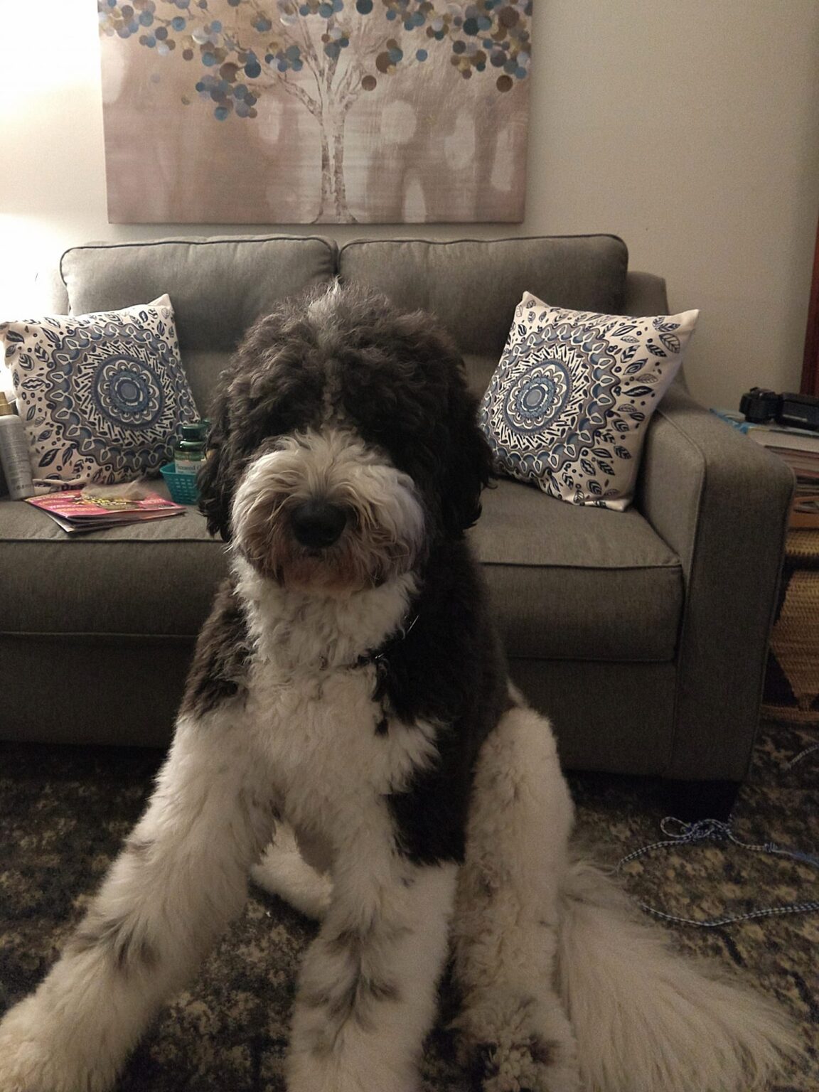 Newfypoo Puppies for Sale | Newfoundland Poodle for Sale