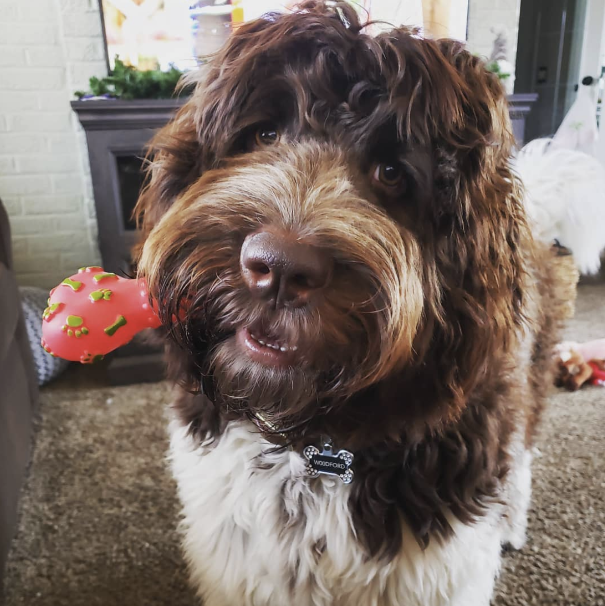 Newfypoo Puppies for Sale | Newfoundland Poodle for Sale