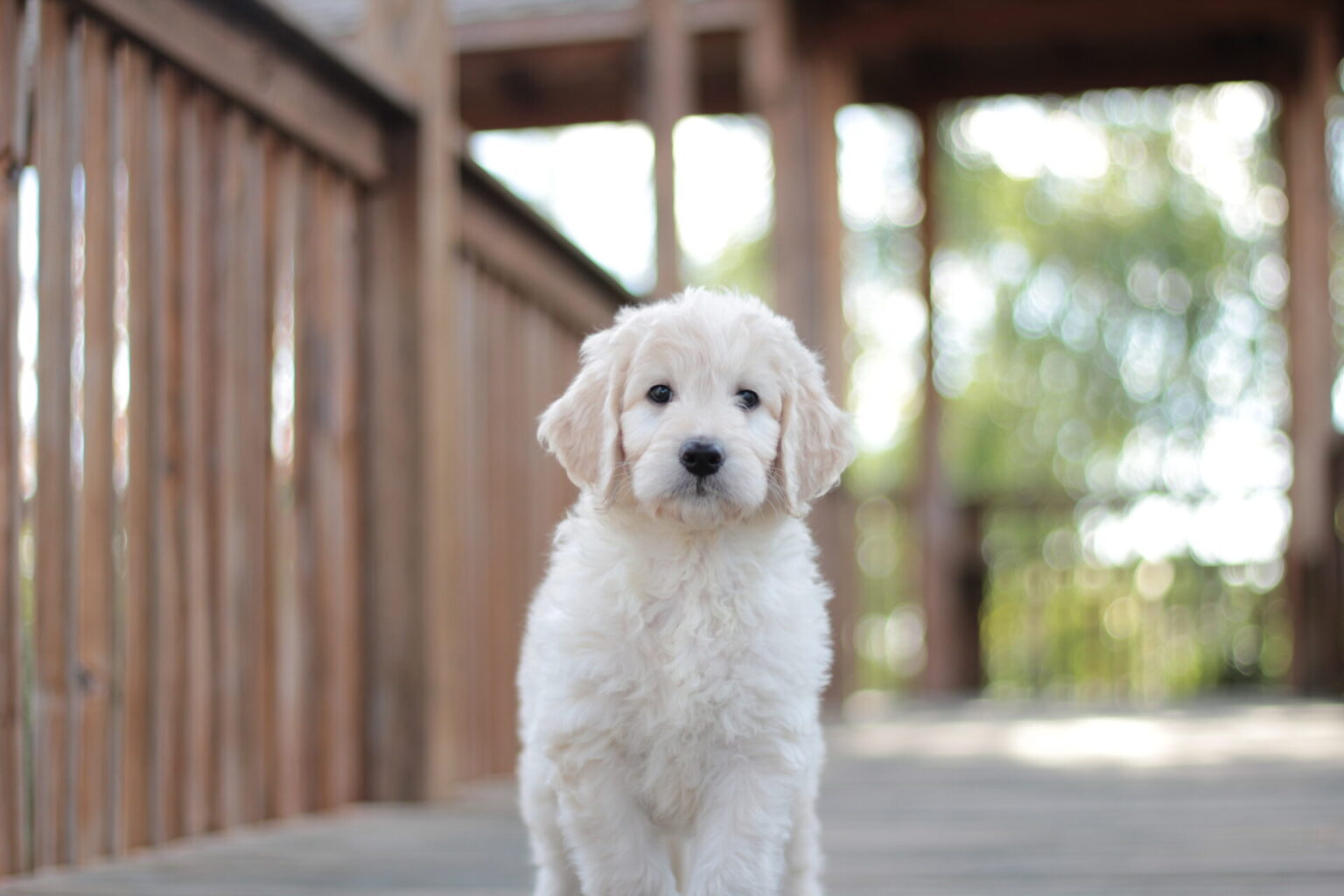 Trained Adult Goldendoodle for Sale | F1b Goldendoodle Puppies