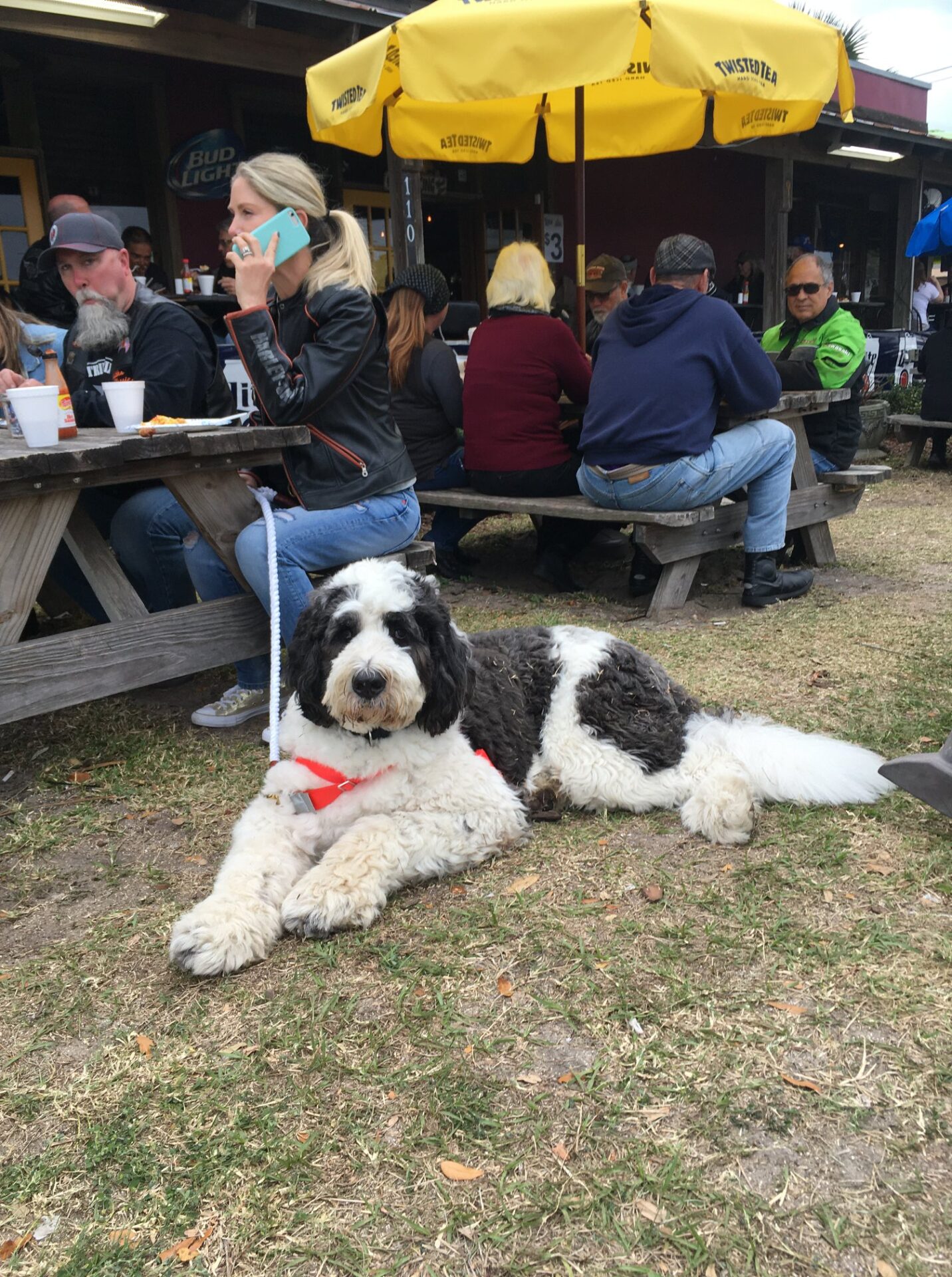 Saint Berdoodle Puppies for Sale | St Bernard Poodle Mix Puppies