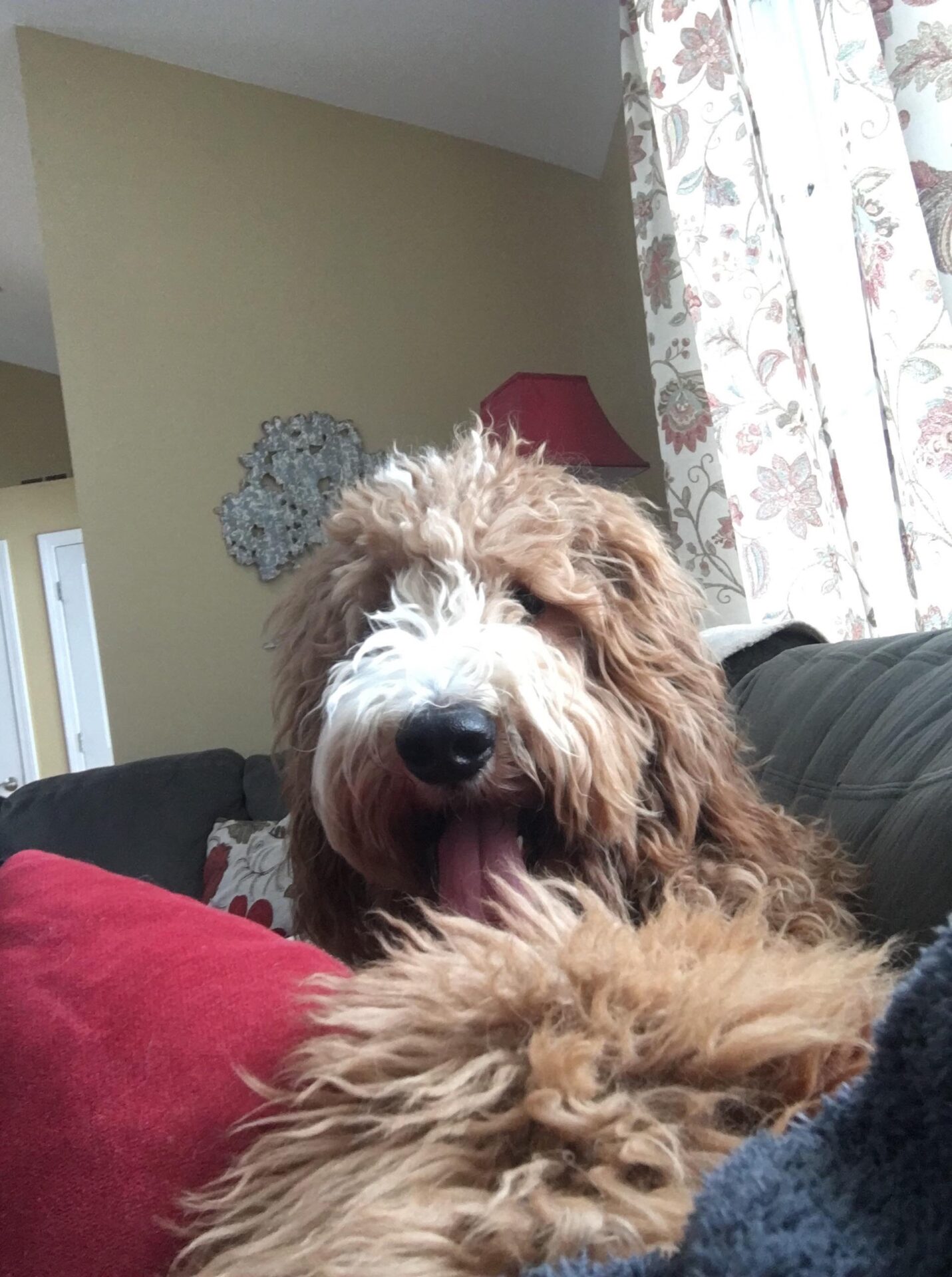 Irishdoodle Puppies for sale - Prize Poodles and Doodles