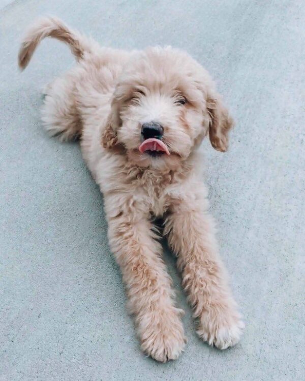 Saint Berdoodle Puppies for Sale | St Bernard Poodle Mix Puppies