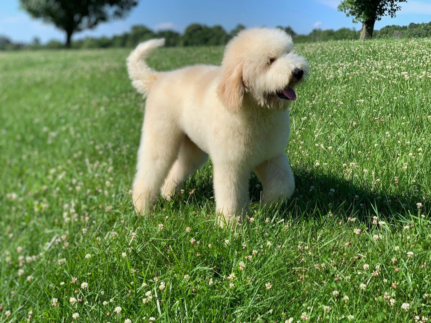 Saint Berdoodle Puppies for Sale | St Bernard Poodle Mix Puppies