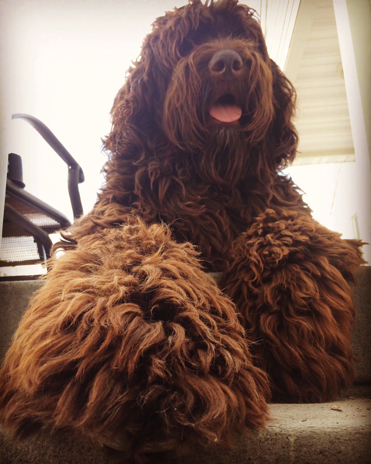 Newfypoo Puppies for Sale | Newfoundland Poodle for Sale