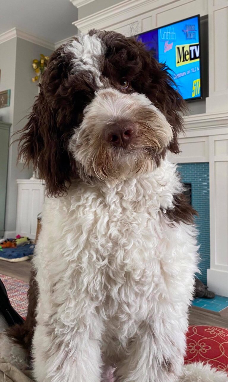 Newfypoo Puppies for Sale | Newfoundland Poodle for Sale