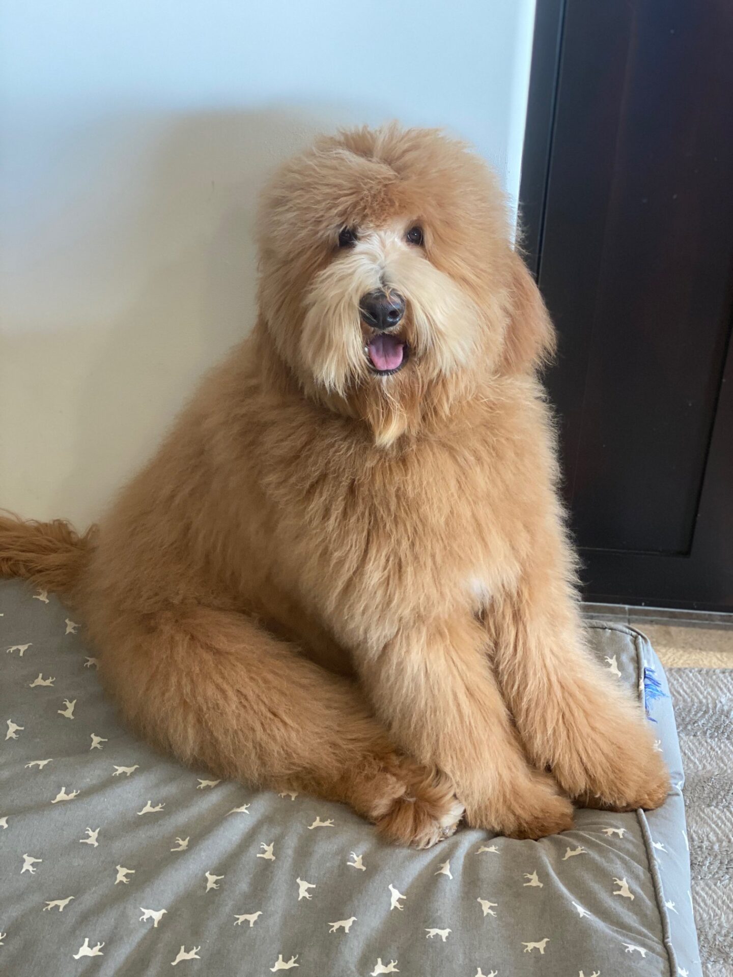 Newfypoo Puppies for Sale | Newfoundland Poodle for Sale