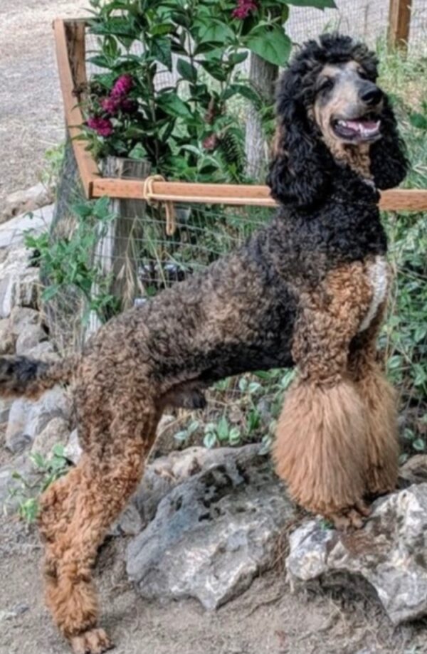 Meet The Parents - Prize Poodles and Doodles