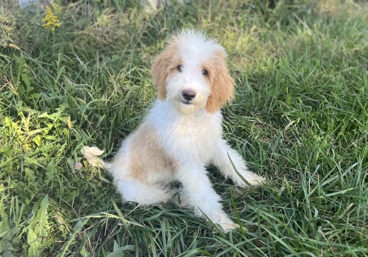 Newfypoo Puppies for Sale | Newfoundland Poodle for Sale
