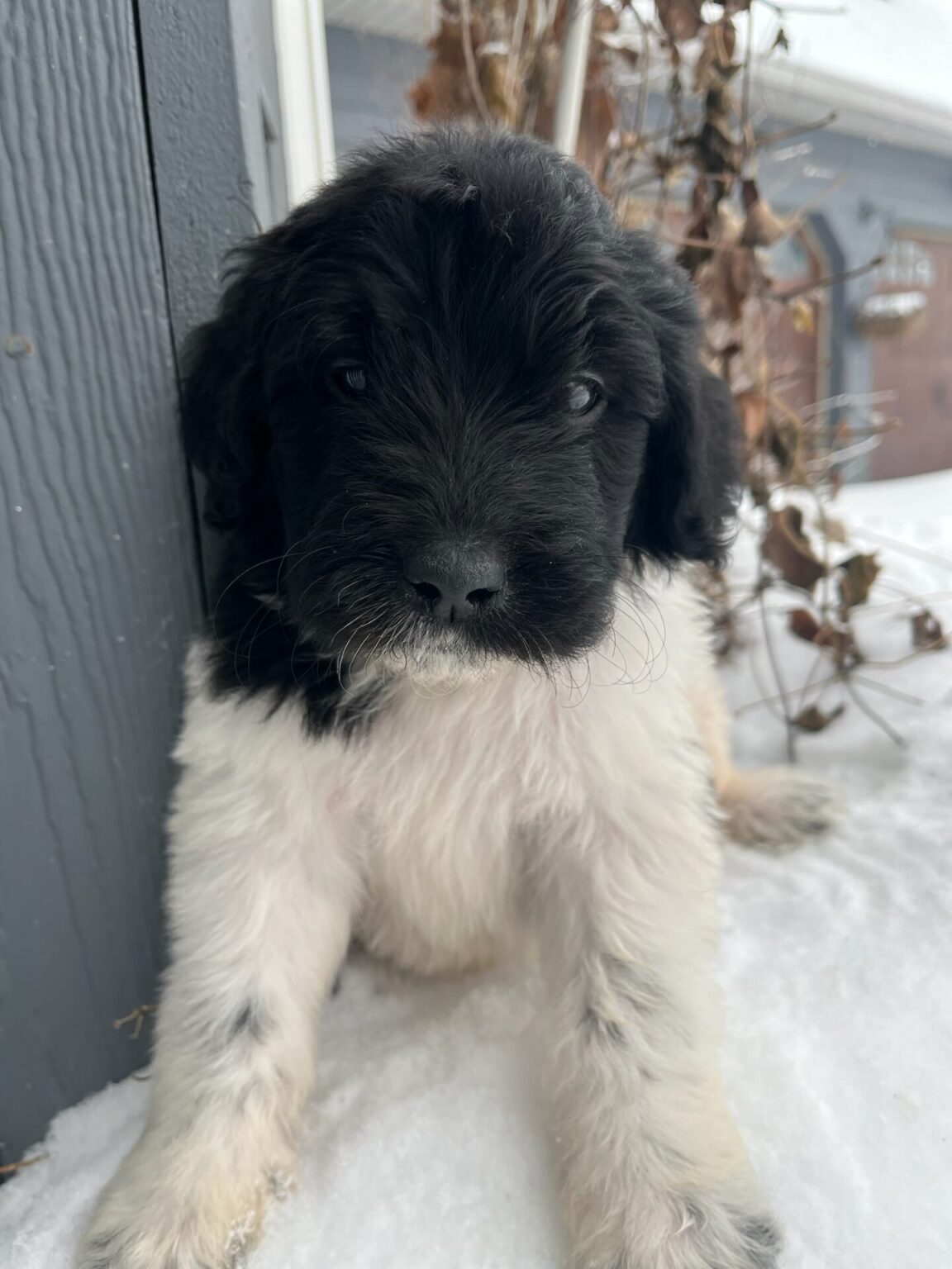 Newfypoo Puppies for Sale | Newfoundland Poodle for Sale