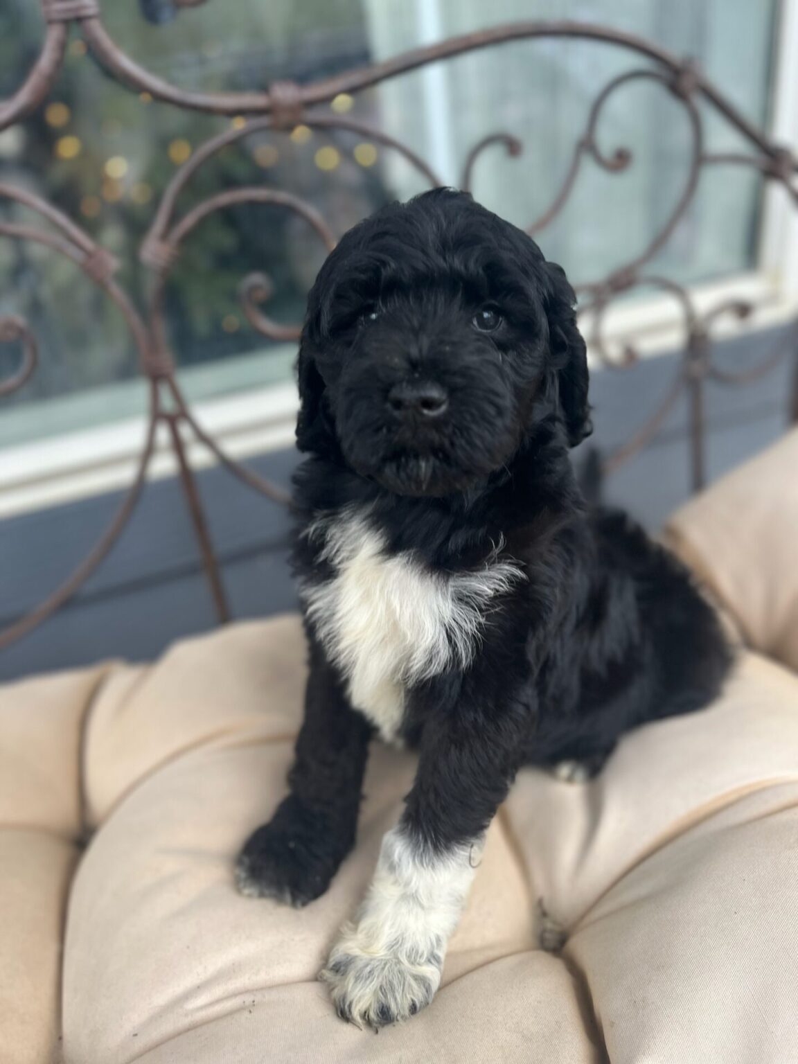 Newfypoo Puppies for Sale | Newfoundland Poodle for Sale