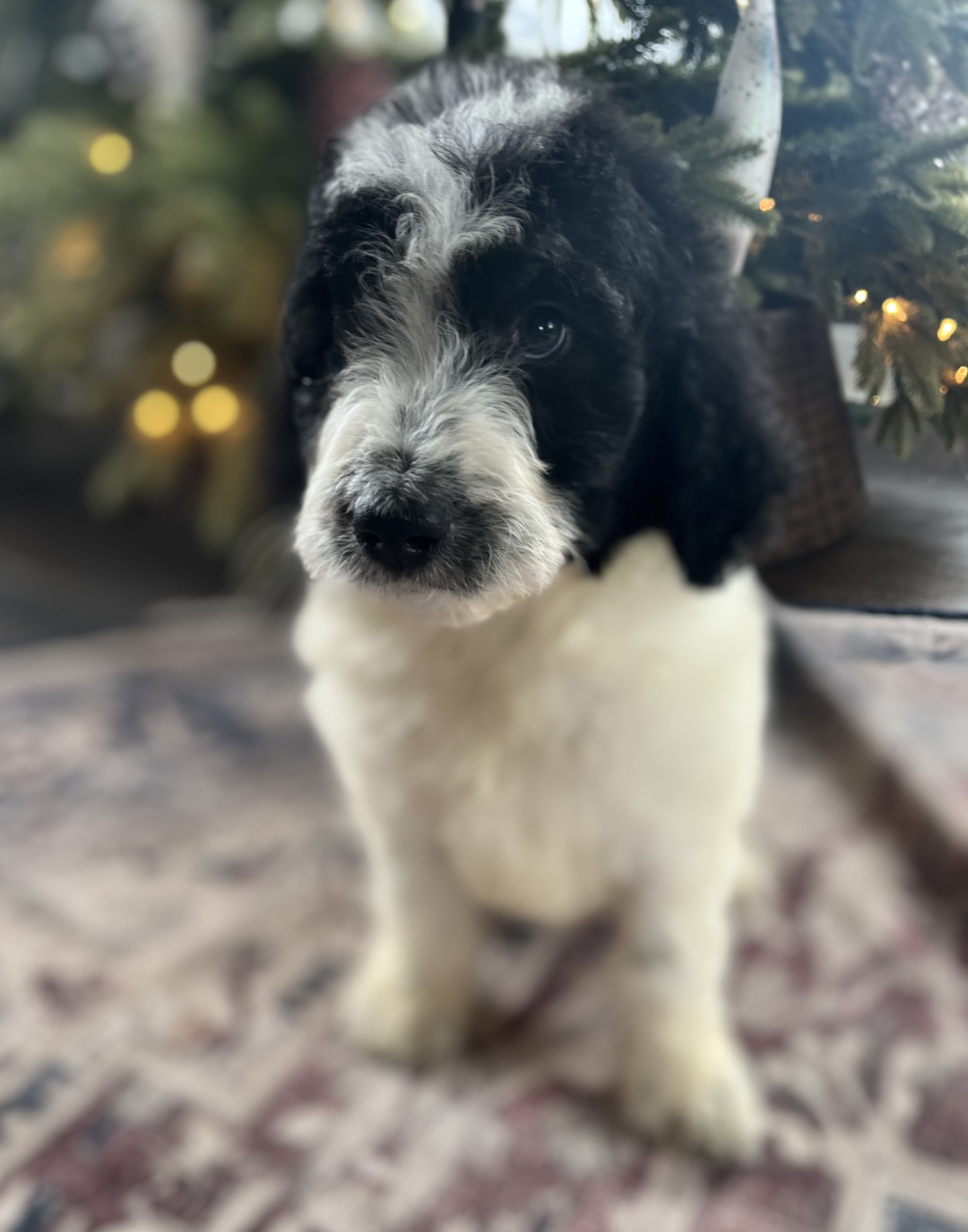Newfypoo Puppies for Sale | Newfoundland Poodle for Sale