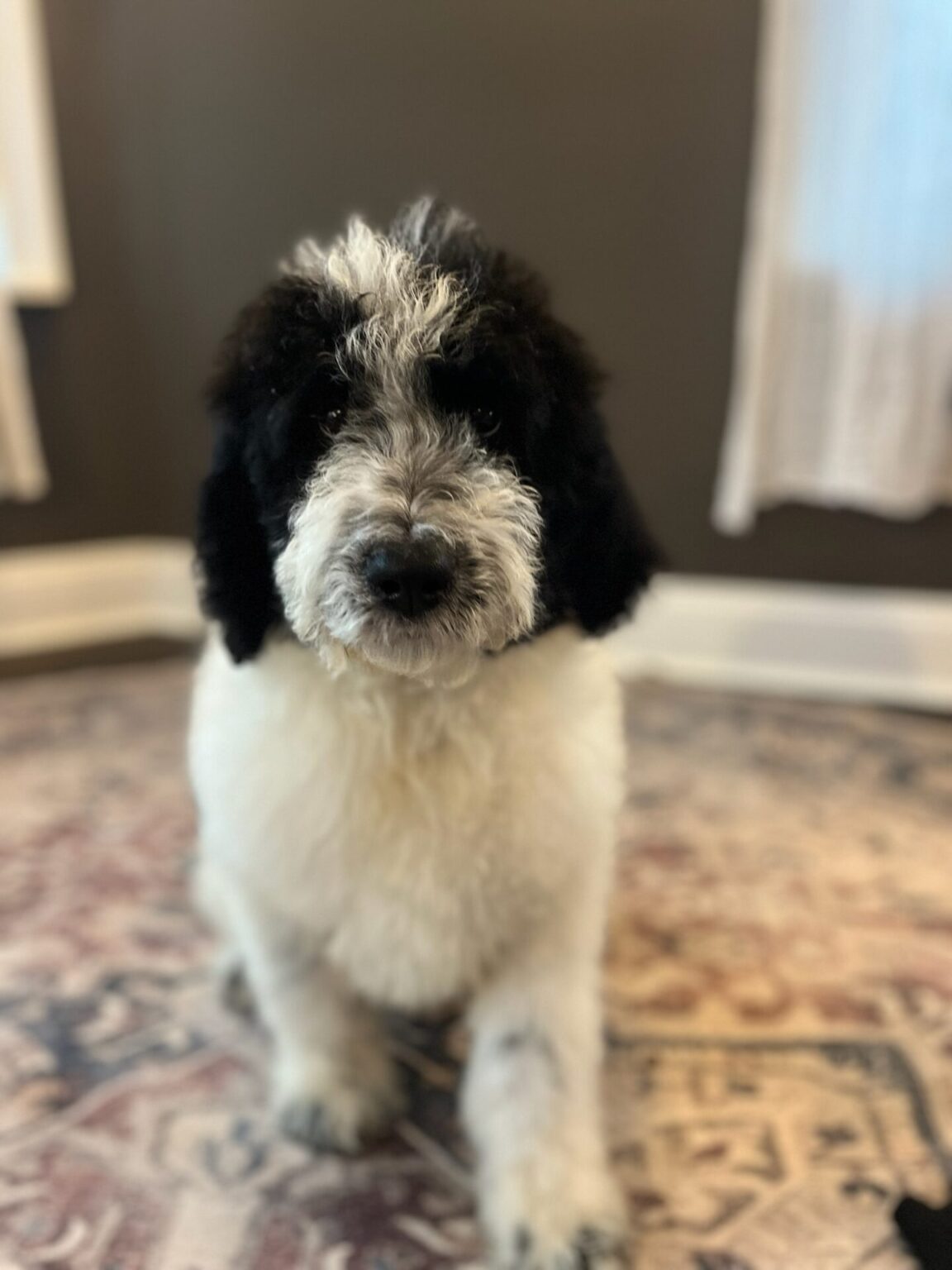 Newfypoo Puppies for Sale | Newfoundland Poodle for Sale