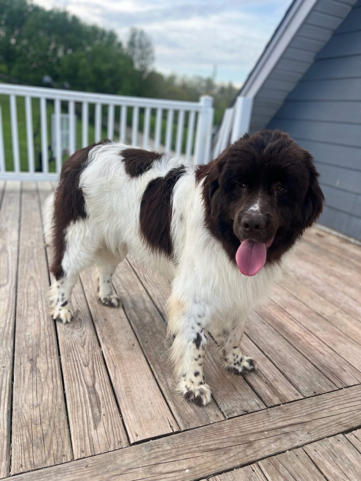 Older/Trained Dogs - Prize Poodles and Doodles