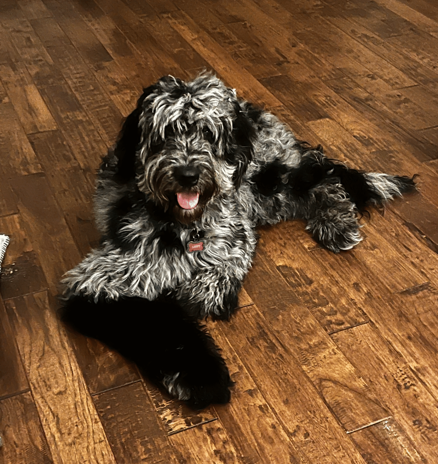 Newfypoo Puppies for Sale | Newfoundland Poodle for Sale
