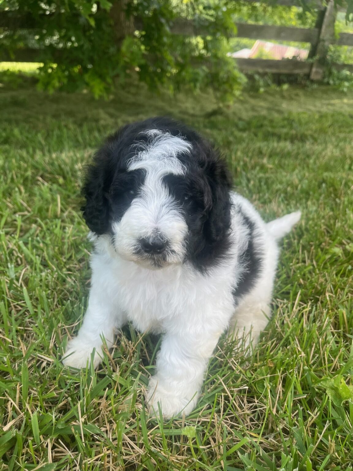 Mini Newfypoo, Bernedoodle, and ST Bernard Puppies for Sale