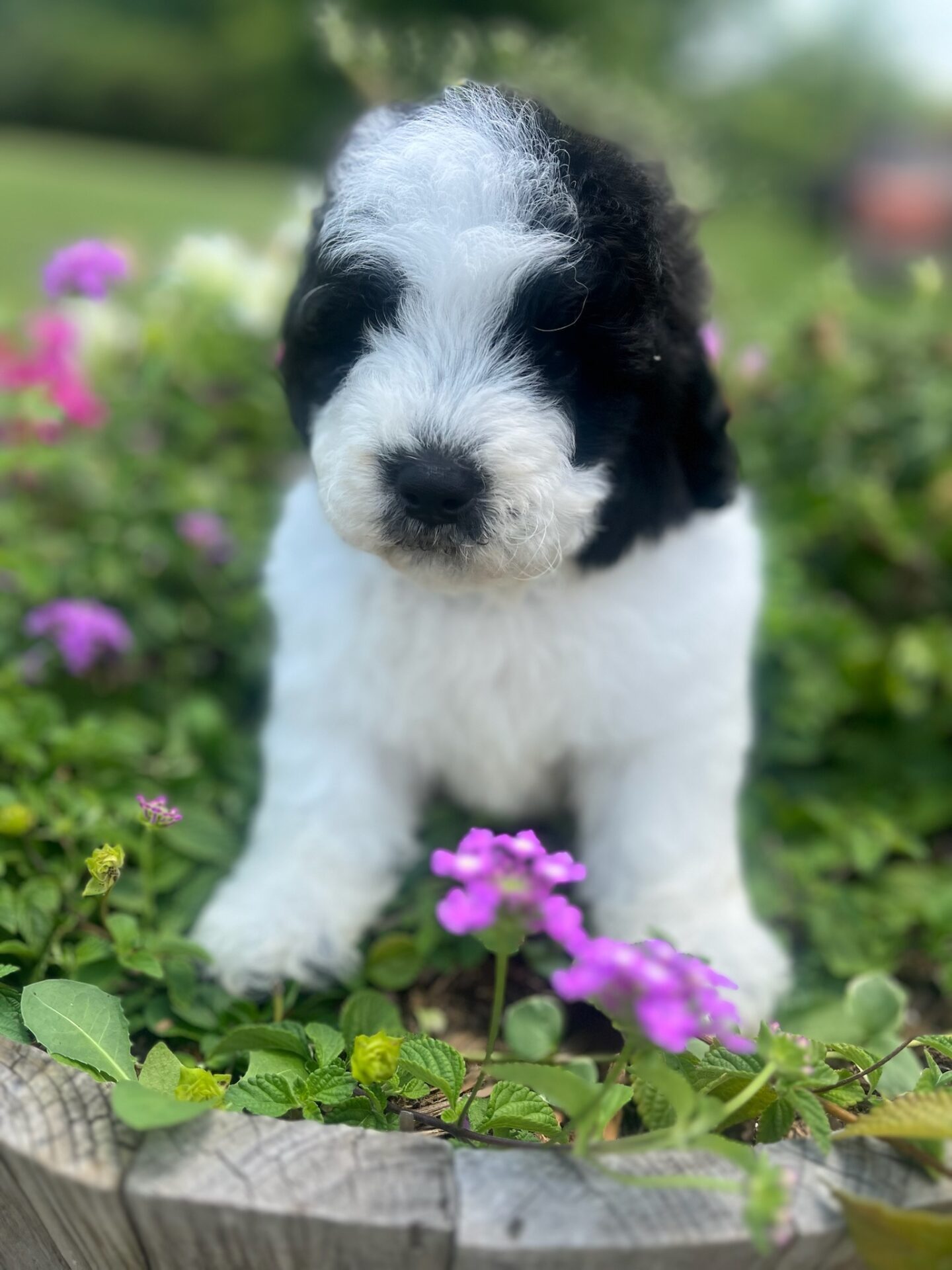Mini Newfypoo, Bernedoodle, and ST Bernard Puppies for Sale