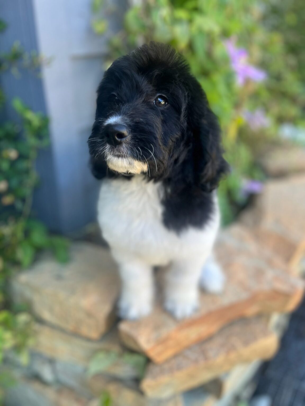 Newfypoo Puppies for Sale | Newfoundland Poodle for Sale