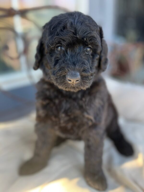 Newfypoo Puppies for Sale | Newfoundland Poodle for Sale